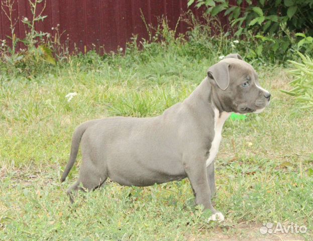 Стаффордширский терьер. Мальчик