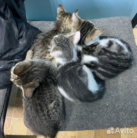 Котята в добрые руки