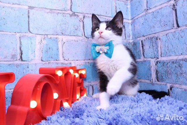 Котенок в добрые руки