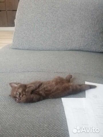 Кошечка британка шоколадная
