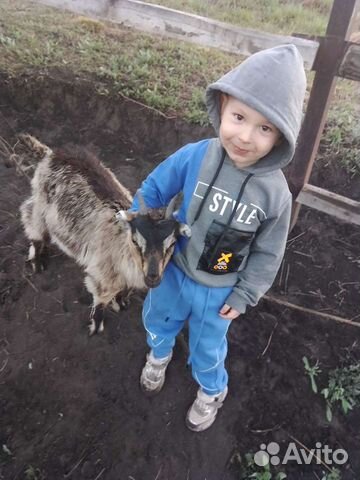 Козы