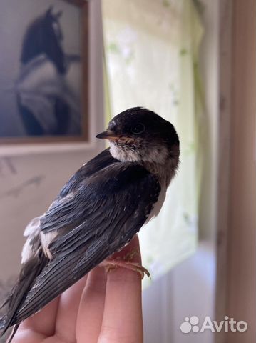 Ласточка ручная домашняя