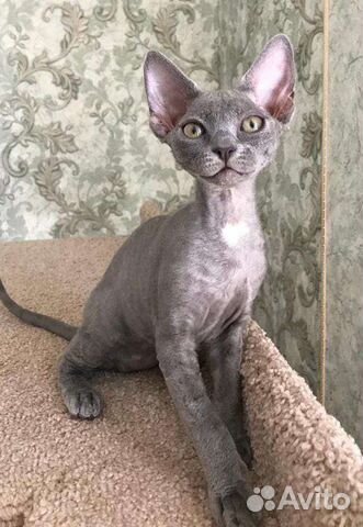 Котята девон-рекс