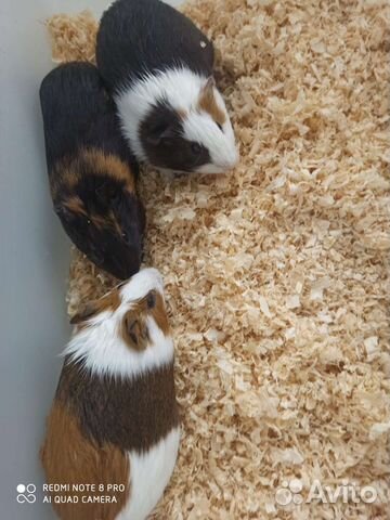 Морские свинки девочки