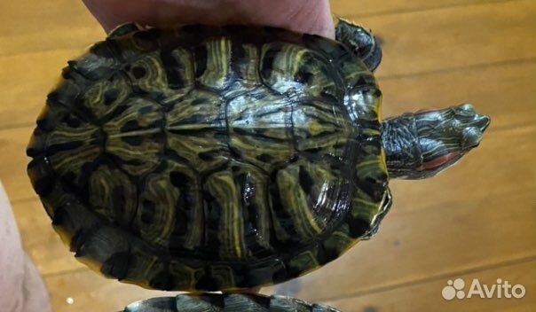 Черепаха