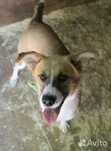 Молоденькая Веснушка