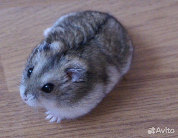 Джунгарские хомячки в добрые руки