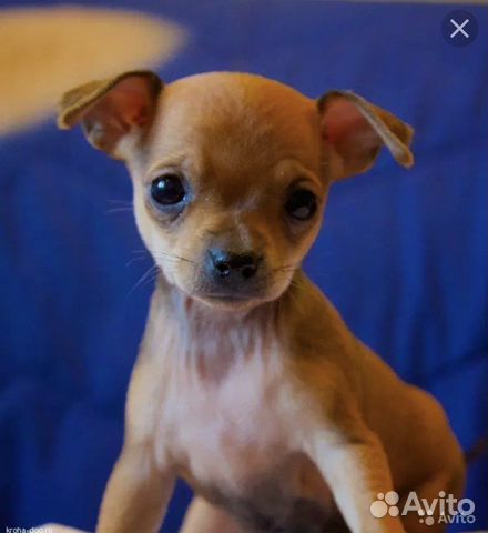 Той-терьер щенки