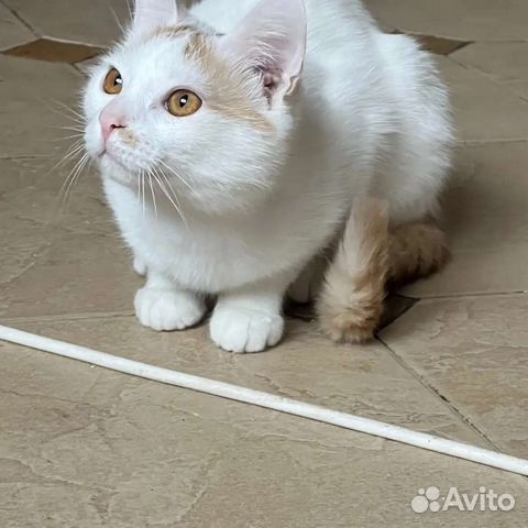 Котик Бантик