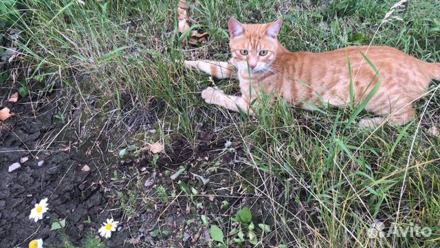 Рыжий красавец котик 1 год