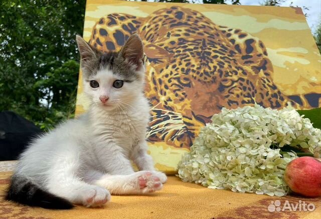 Котёнок в дар