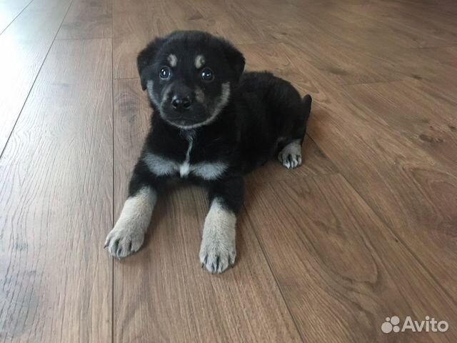 Рута ищет дом