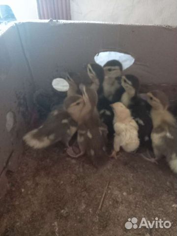 Утки индоутята