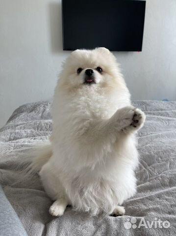 Немецкий шпиц вязка