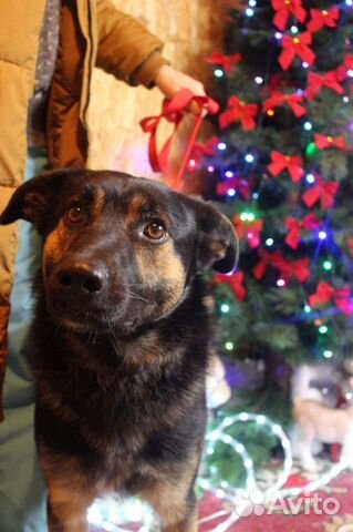 Собака Лешка 1.5года от роду,овчаристого типа