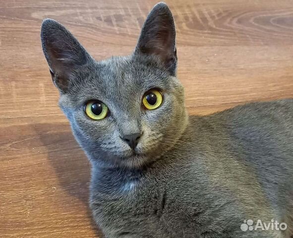 Красавица дымочка