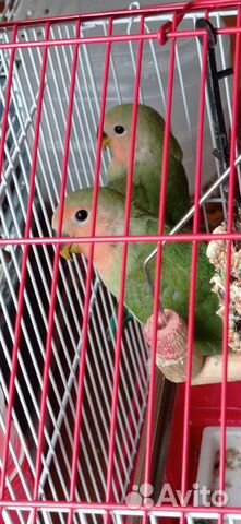 Продам попугаев неразлучников