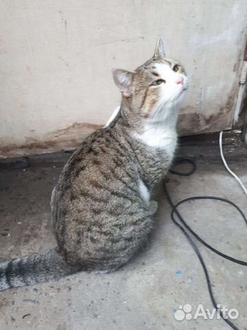 Очень крупный ласковый котик