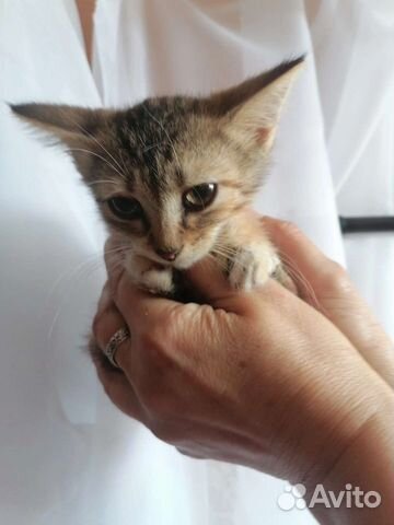 Котёнок Лиса