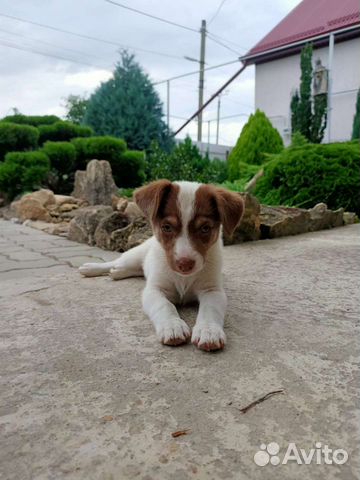 Джек Рассел терьер Умка ищет дом