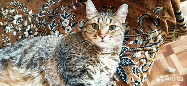 Коты в добрые руки
