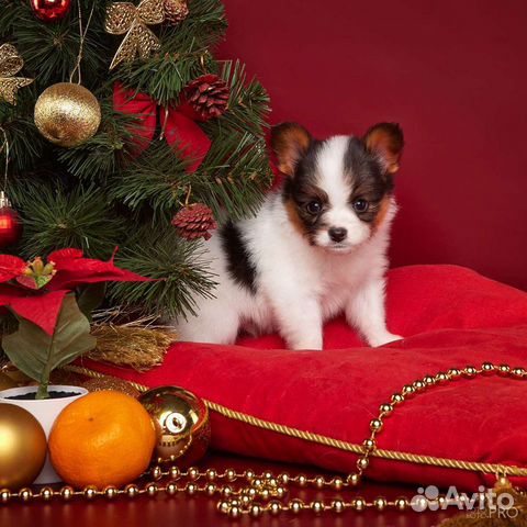 Щенки папийона