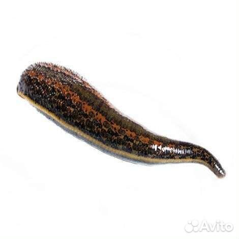 Пиявки медицинские