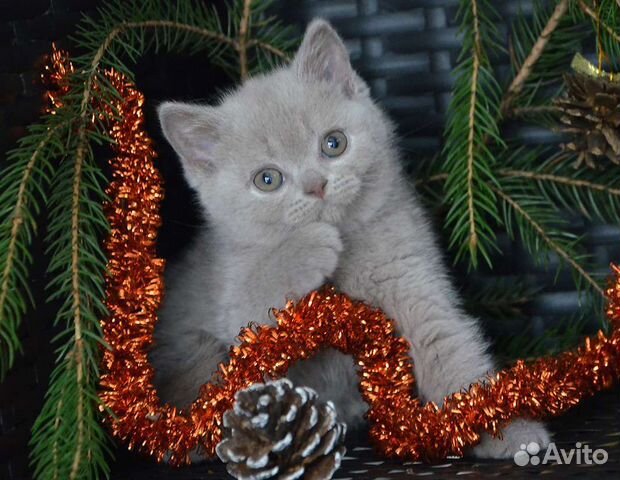 Британский котенок девочка