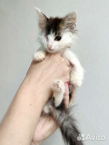 Особенный котенок ищет дом