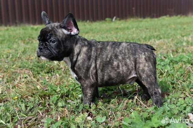 Щенок французского бульдога