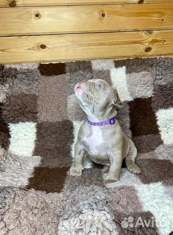 Американский булли micro