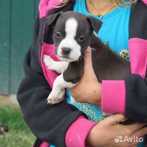 Стаффордширский терьер кобель с документами