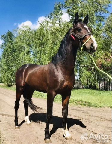 Продам жерепца 2 года