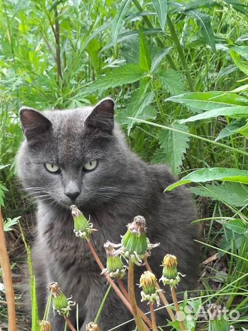 Кот бесплатно