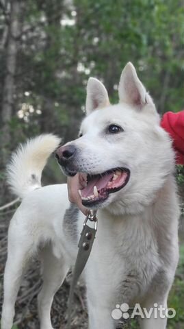 Отдам собаку в ответсвенные любящие руки