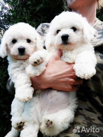 Собаки щенки бишона фризе