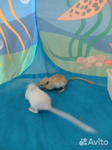 Малыши песчанки