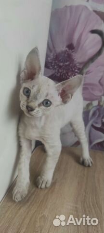 Котята девон-рекс