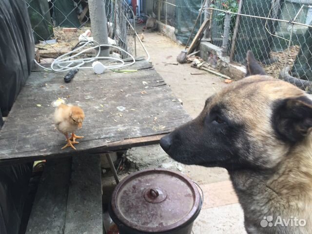 Малинуа. кабель для случки