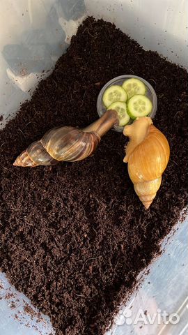 Улитки ахатины