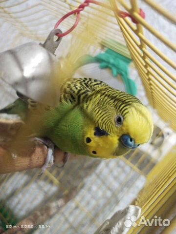 Домашние животные попугаи