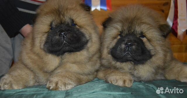 Высокопородные чау-чау щенки