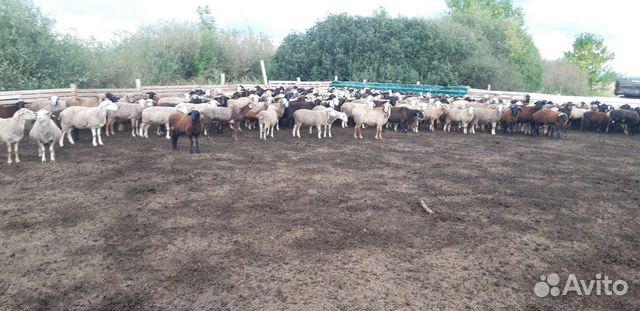 Овцы,бараны, ягнята на мяса
