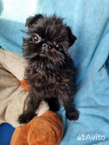 Щенок бельгийского гриффона