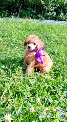 Той-пудель девочка