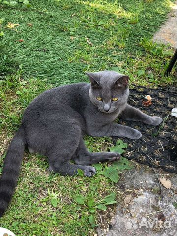 Русская голубая