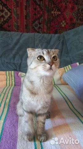 Кошечка Амели