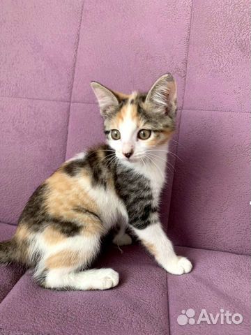 Кошечка 3мес