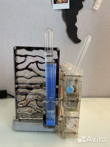 Муравьиная ферма с муравьями