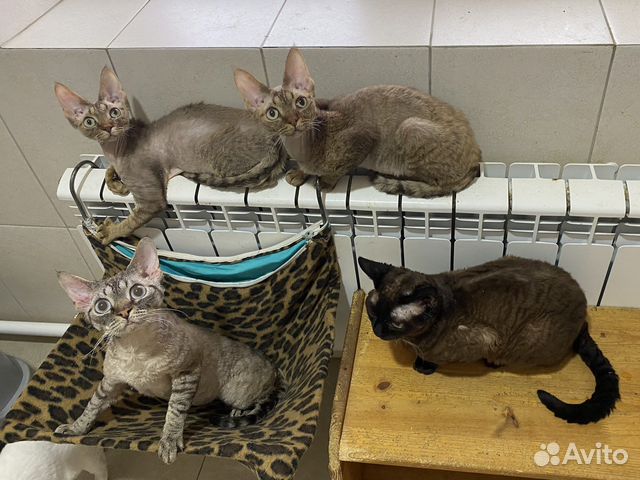 Девон-рекс тигровые парни